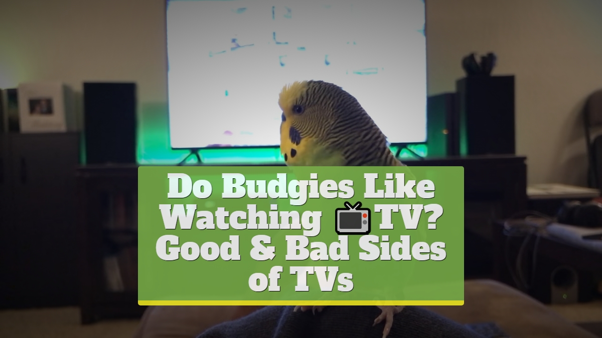 Do Budgies Like Watching TV? [Good & Bad Sides of TVs]