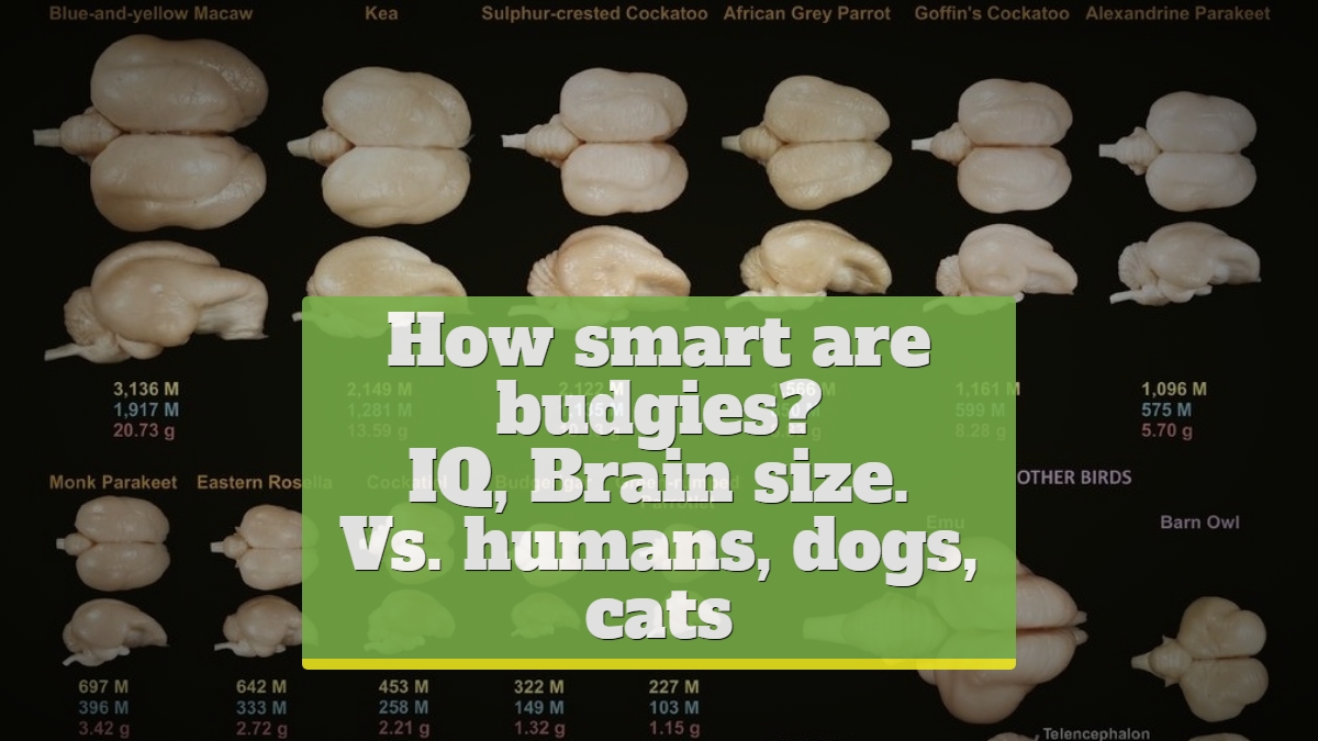How smart are budgies? [IQ, brain size. Vs. humans, dogs, cats]