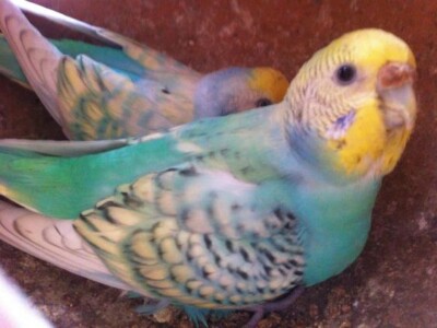 Top 12 The Rarest Budgies & Mutations Worldwide