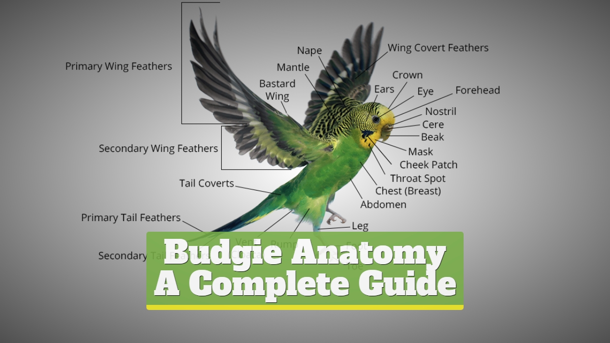 Budgie Anatomy [All Body Parts] +PHOTOS