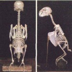 Budgie Anatomy [All Body Parts] +PHOTOS