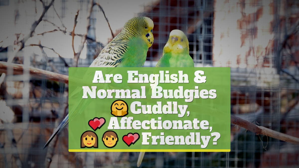 Are English & Normal Budgies Cuddly, Affectionate, and Friendly?