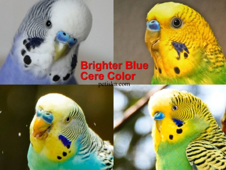 Budgie Cere Guide: Color, Color Transition, Age, Health, Breeding ...