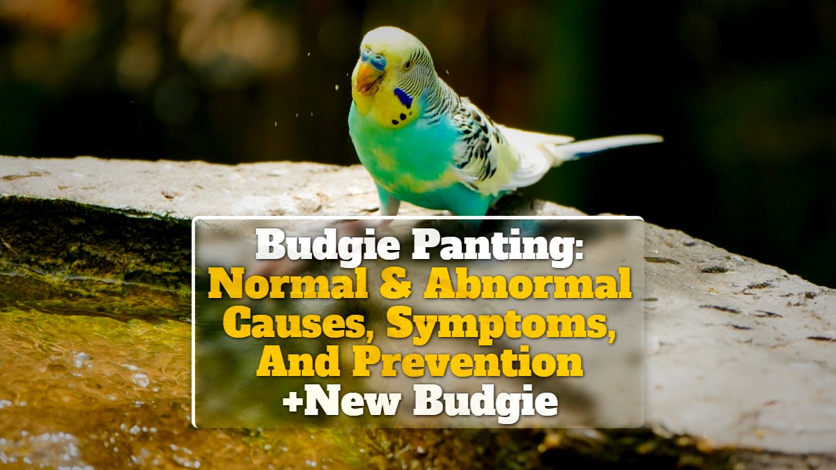 Budgie Panting: Normal & Abnormal Causes, Symptoms, And Prevention +New ...