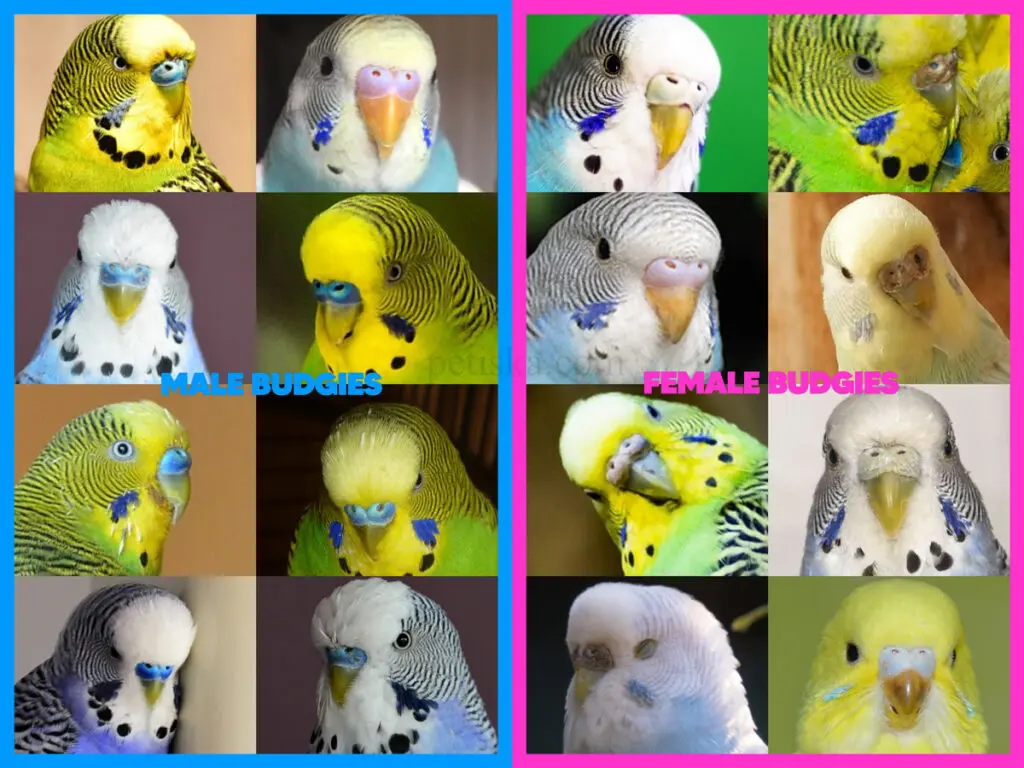 Male Or Female How To Tell The Sex Of The Budgie Photos Step By Step Budgie Gender