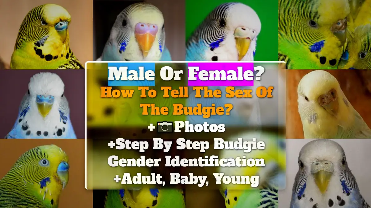 Male Or Female How To Tell The Sex Of The Budgie Photos Step By Step Budgie Gender