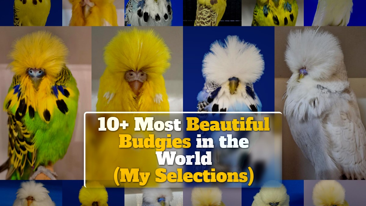 10+ Most Beautiful Budgies in the World (My Selections)