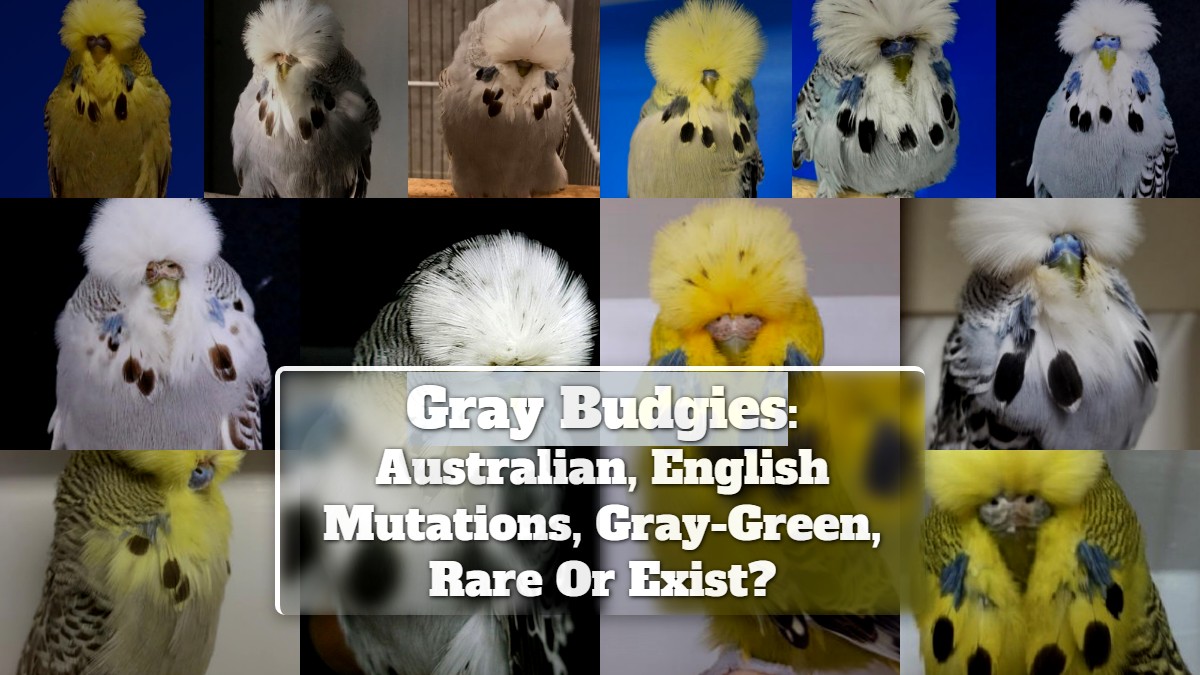 Gray Budgies: Australian, English Mutations, Gray-Green, Rare Or Exist?