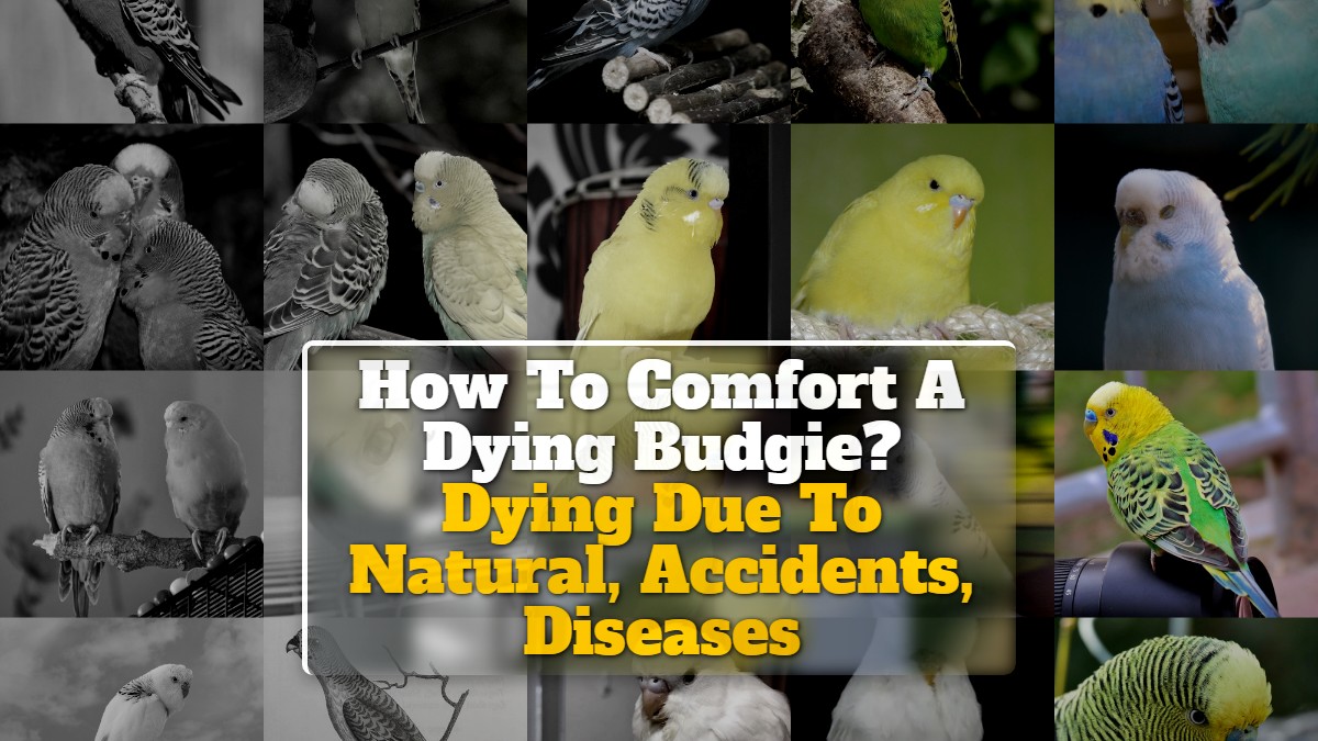 How To Comfort A Dying Budgie? Dying Due To Natural, Accidents, Diseases